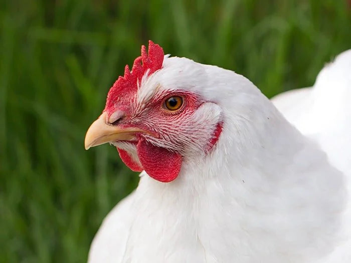 ALL NATURAL CHICKEN – Circle C Ranch Utah